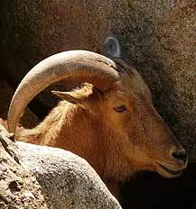 Il capro espiatorio nella gestione della pandemia | BENECOMUNE